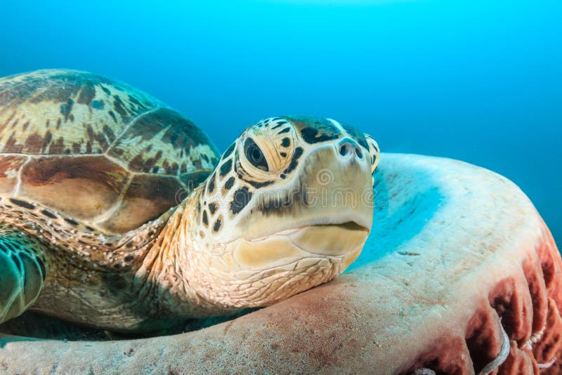 Usual Barrel Sponge Turtle - Han S Reef Stock Photo - Image of ...