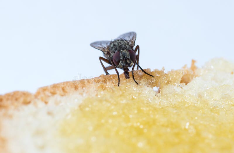 The Usual Black Insect Fly Sits and Eats Food: Watermelon, Bread, Honey ...