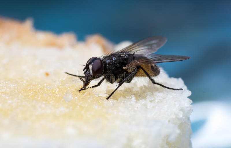 The Usual Black Insect Fly Sits and Eats Food: Watermelon, Bread, Honey ...