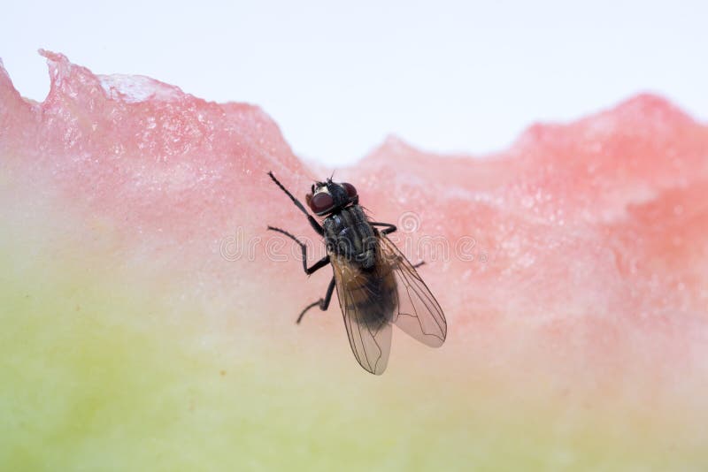 The Usual Black Insect Fly Sits and Eats Food: Watermelon, Bread, Honey ...