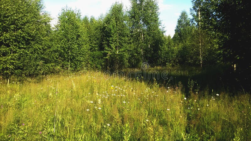 The Usual Edge of the Russian Forest Stock Image - Image of usual ...