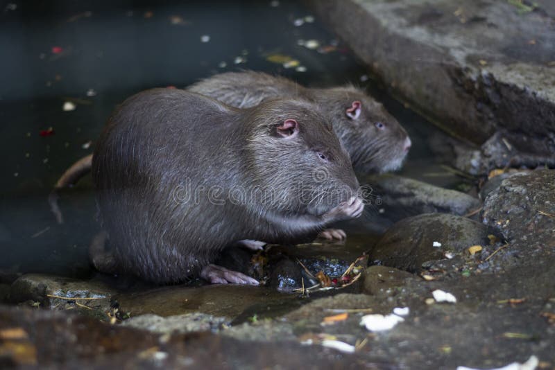 Usual large nutria stock photo. Image of america, domestication - 135246676