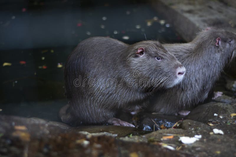 Usual large nutria stock photo. Image of beaver, cute - 135246686