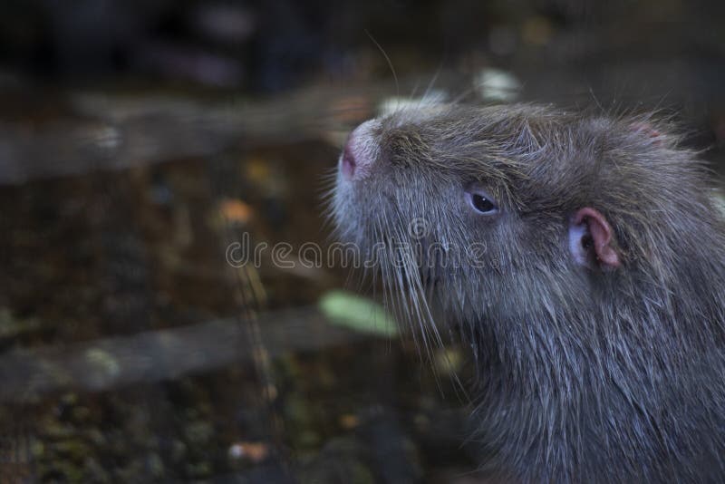 Usual large nutria stock image. Image of canal, animal - 135246731