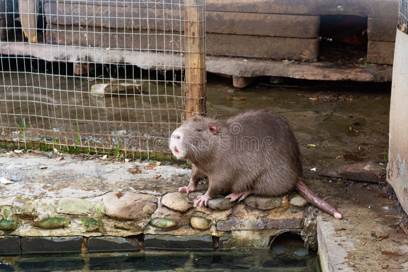The Usual Large Nutria is Located Near the Water. Stock Photo - Image ...