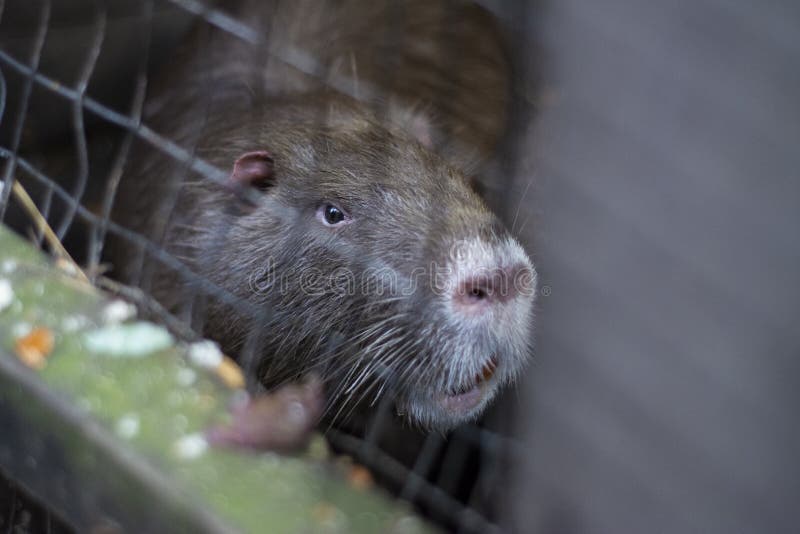 Usual large nutria stock image. Image of isolated, myocastoridae ...