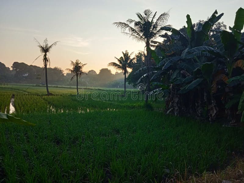 Small green rice fields stock image. Image of farm, fresh - 330655957