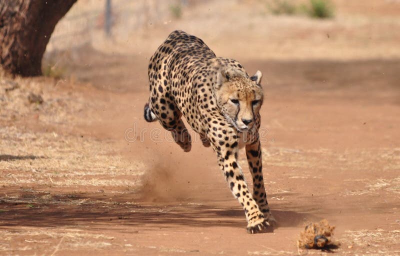 Cheetah chasing warthog stock photo. Image of warthog - 23511442