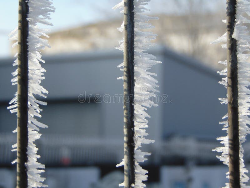 Frozen in the wind stock image. Image of grapes, green - 228409237
