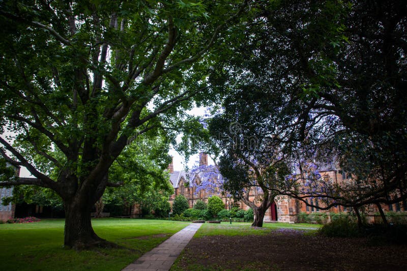 USYD Campus stock image. Image of tree, landscape, sunlight - 105299683