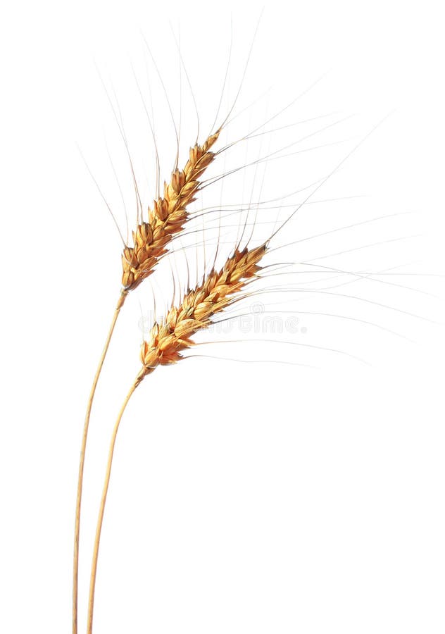 Pszenica obraz stock. Obraz złożonej z roślina, horyzont - 904379