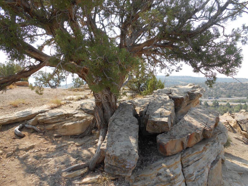 UT tree through rock editorial photography. Image of determination ...