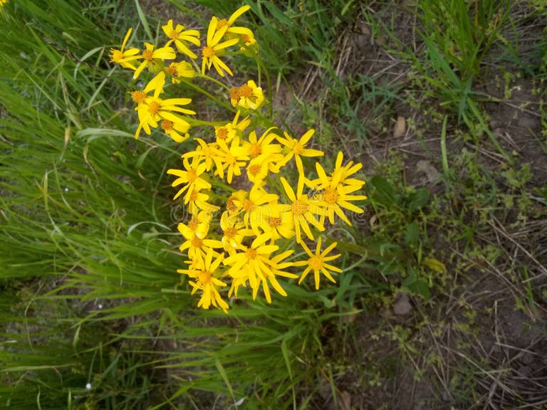 Utah stock photo. Image of clean, beautiful, green, utah - 158146424