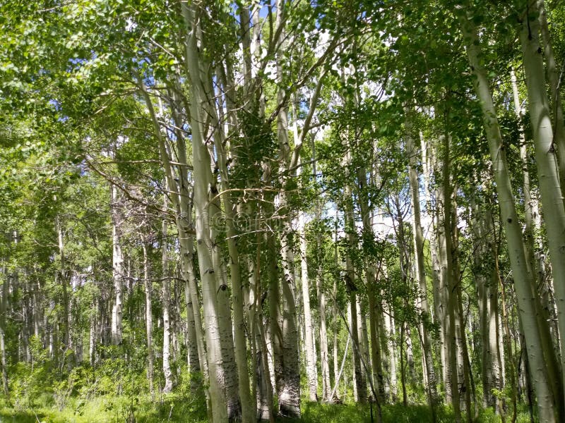 Utah stock image. Image of beautiful, green, clean, utah - 158146575