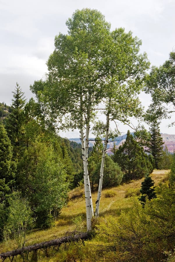 Three-trunk Aspen stock image. Image of triple, forest - 275517