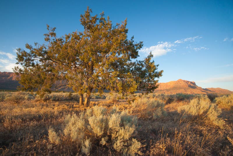 Sunset through a Pinon Tree Buried in the Snow after a Winter Storm in ...