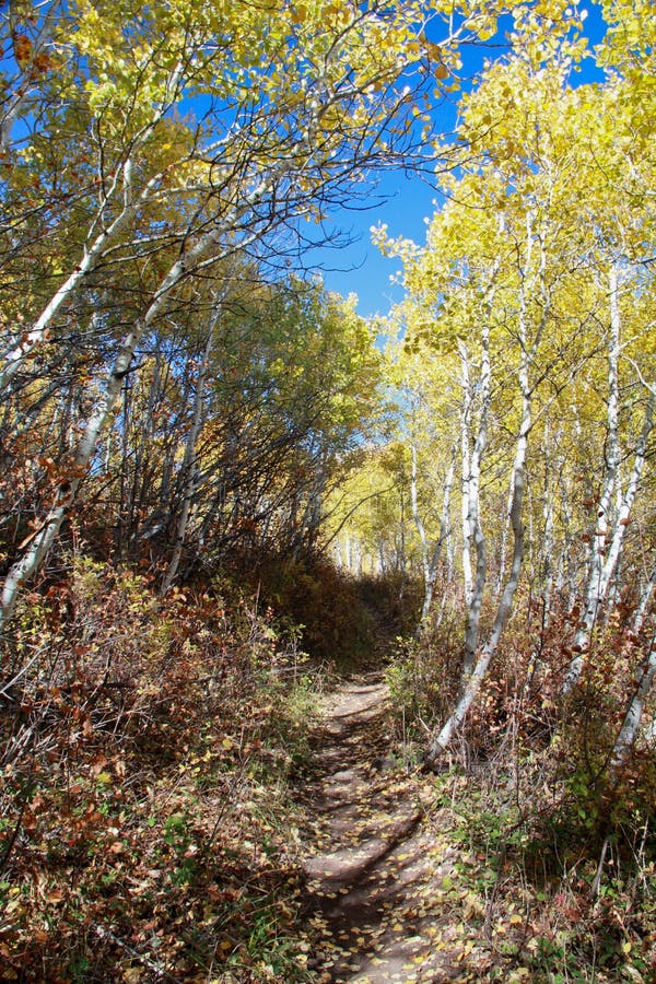 Utah: Fall Hiking stock photo. Image of october, trees - 26997682