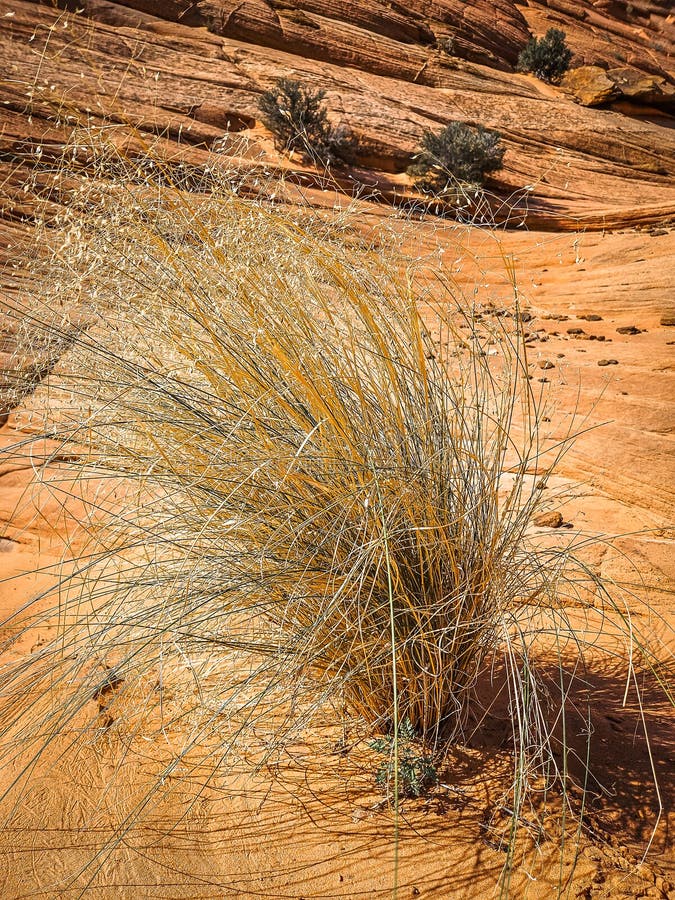 Utah-Indian Ricegrass stock photo. Image of trail, arid - 356806200