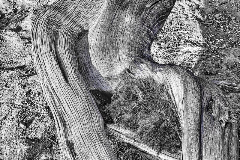 Utah Juniper Intricate Grain Stock Image - Image of years, colorado ...