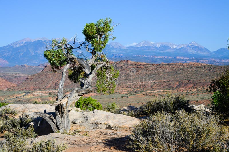 Utah Juniper Juniperus Osteosperma on Ridge at Arches National Park ...