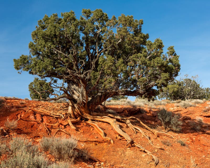 Utah Juniper root erosion stock image. Image of color - 178909325