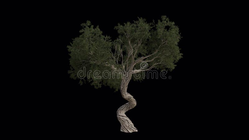Utah Juniper Tree Blowing in the Wind. Alpha Channel. Loop Animation ...