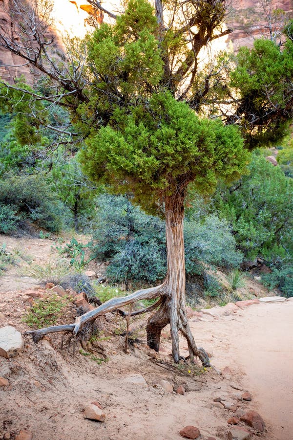 A Utah Juniper Tree with Exposed Roots at Zion National Park, Utah ...