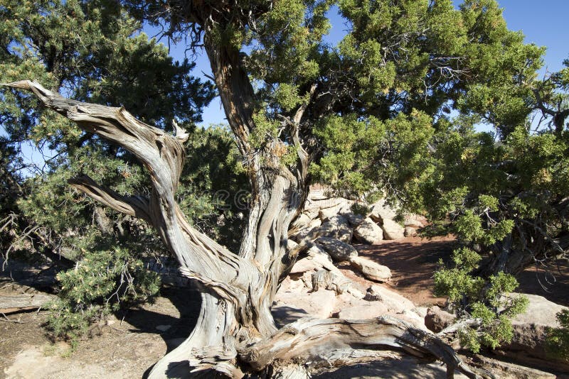 Utah Juniper Tree, Juniperus Osteosperma Stock Image - Image of utah ...