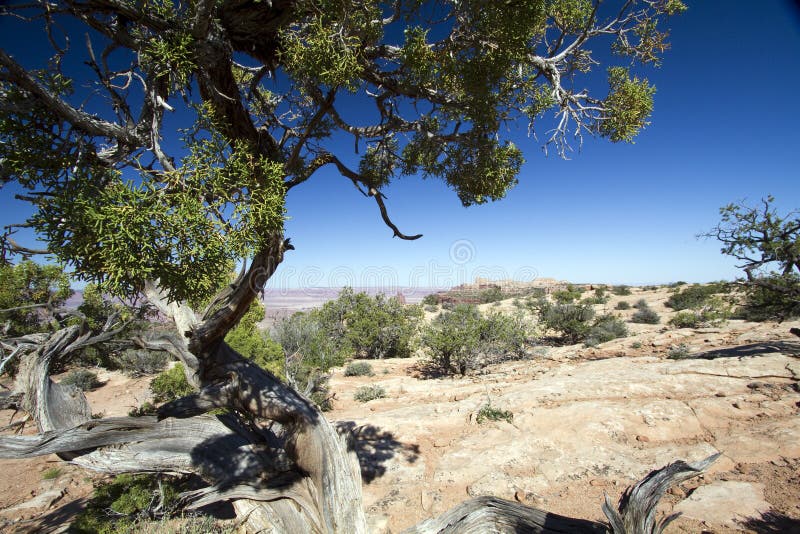 Utah Juniper Tree, Juniperus Osteosperma Stock Image - Image of ...