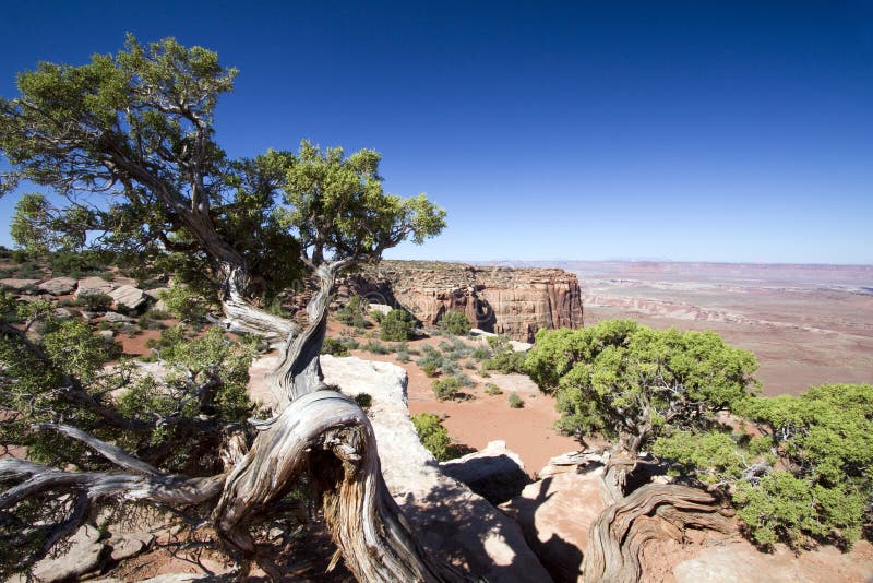 Utah Juniper Tree, Juniperus Osteosperma Stock Image - Image of moab ...