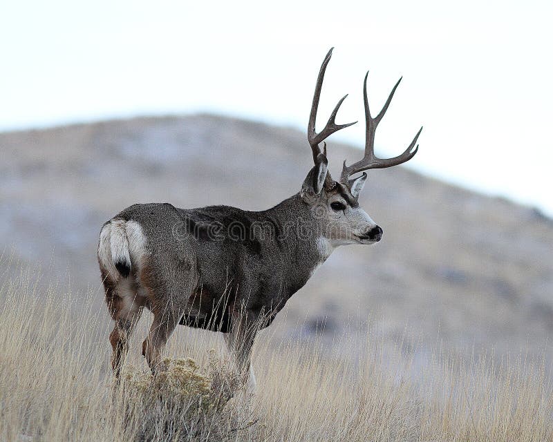 4 Point Mule Deer Stock Photos - Free & Royalty-Free Stock Photos from ...