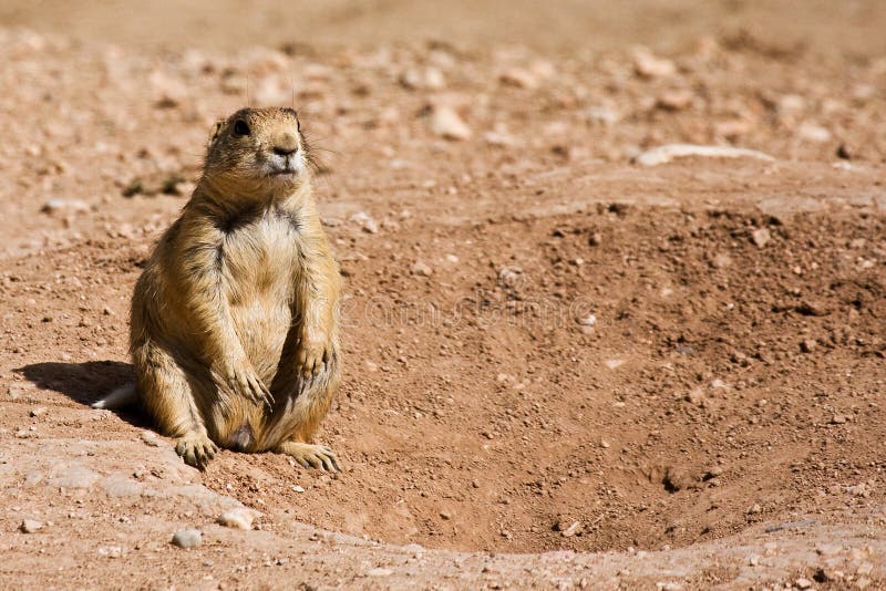 Utah Prairie Dogs stock image. Image of cynomys, grassy - 14873783