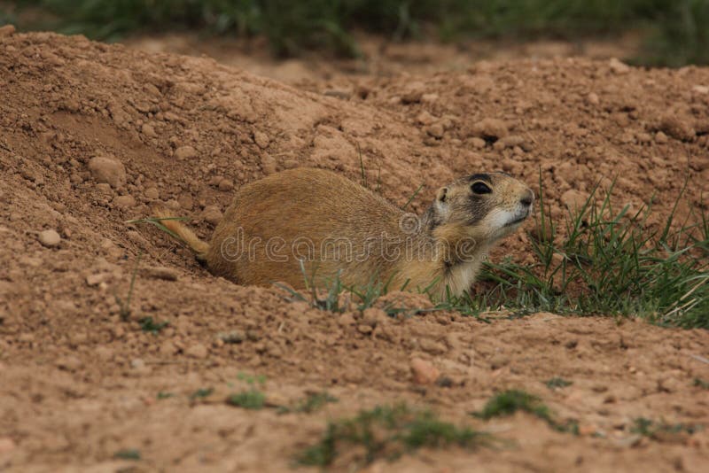 Trio of Prairie Dogs - Group Hug Stock Photo - Image of rodents, ground ...