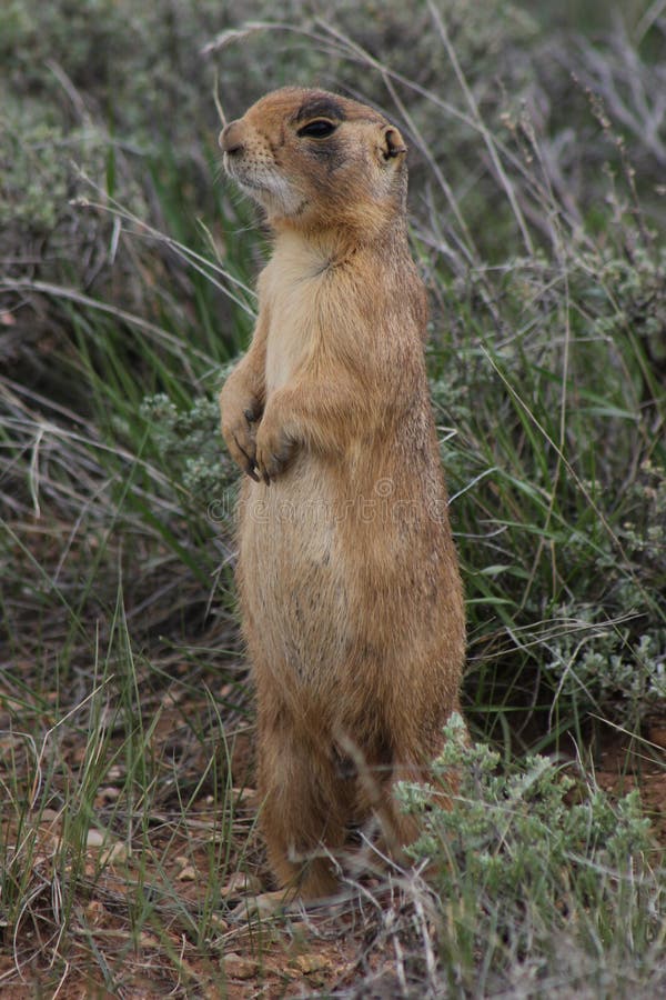 Prairie dog stock photo. Image of rake, utah, wild, hole - 78354362