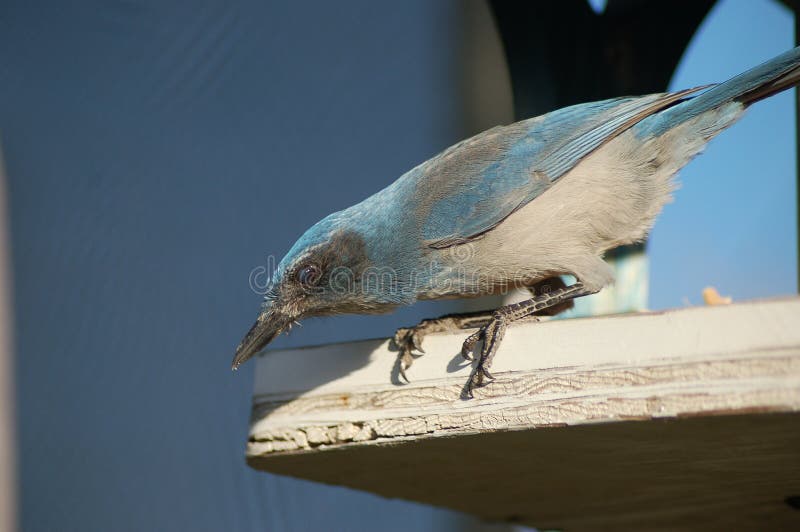 Utah Scrub jay stock photo. Image of peanuts, beak, black - 4189506