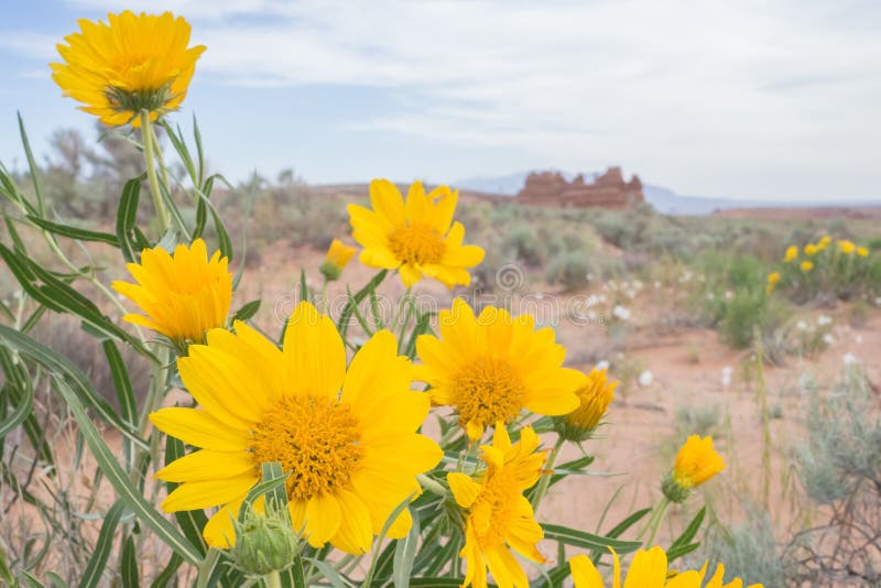 Yellow Desert Wildflowers in Arches National Park Stock Image - Image ...