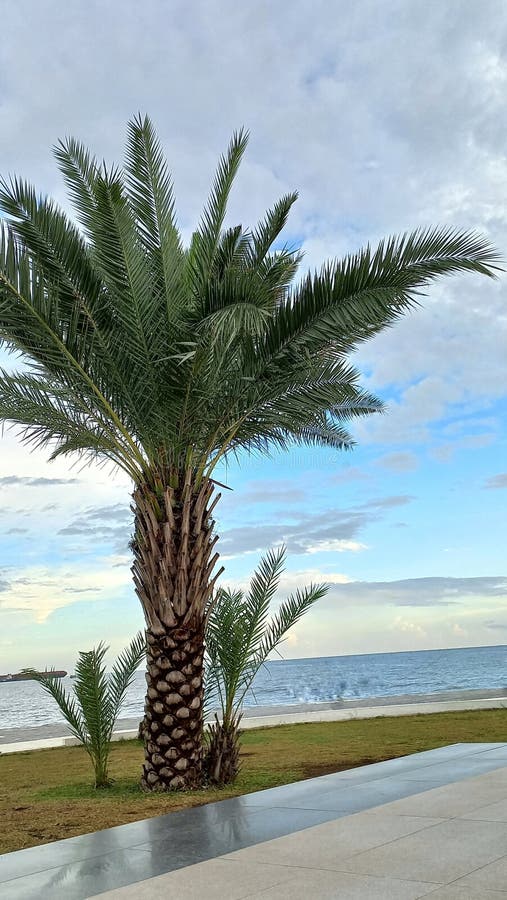 Utama Raya& X27;s Beach in the Morning and Palm Tree Stock Image ...
