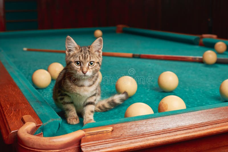 ?ute Tabby Kitten Sitting on a Pool Table with Balls and a Cue. Indoors ...
