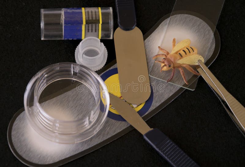 Observation of the Anatomy of Insects. Stock Image - Image of utensils ...