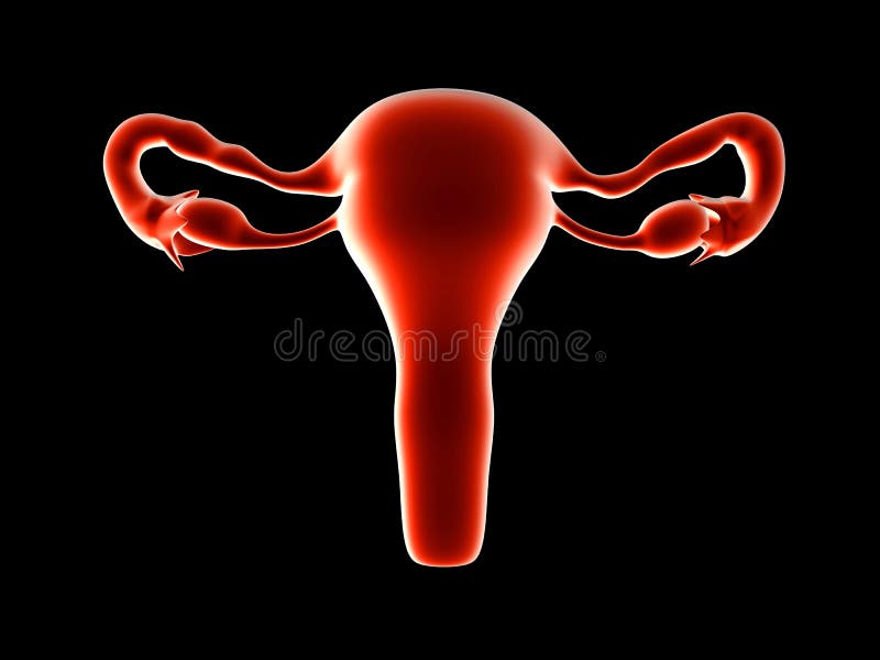 Uterus stock illustration. Illustration of medical, organ - 18643081
