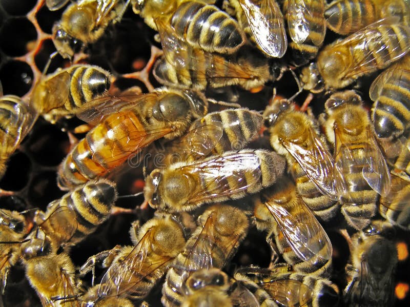 Bees stock photo. Image of swarm, comb, larva, honey, feed - 2981912