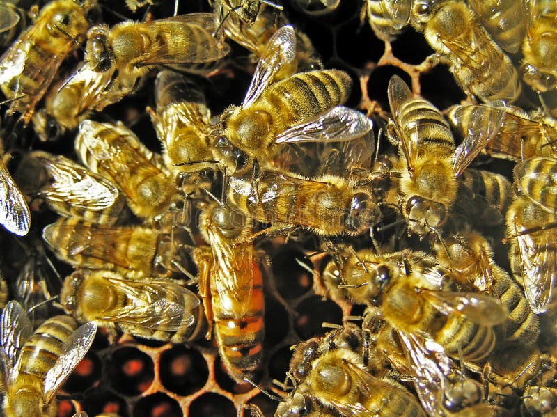 Honey Bees Free Stock Photos & Pictures, Honey Bees Royalty-Free and ...