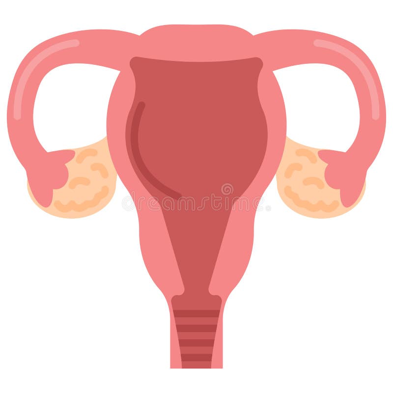 Uterus Womb With Ovary Cervix Fallopian Tubes Icon Vector