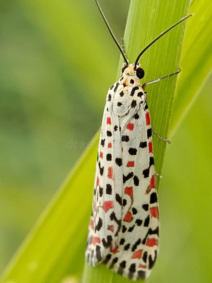 Utetheisa Pulchelloides Heliotrope Moth Moth Family Erebidae Stock ...