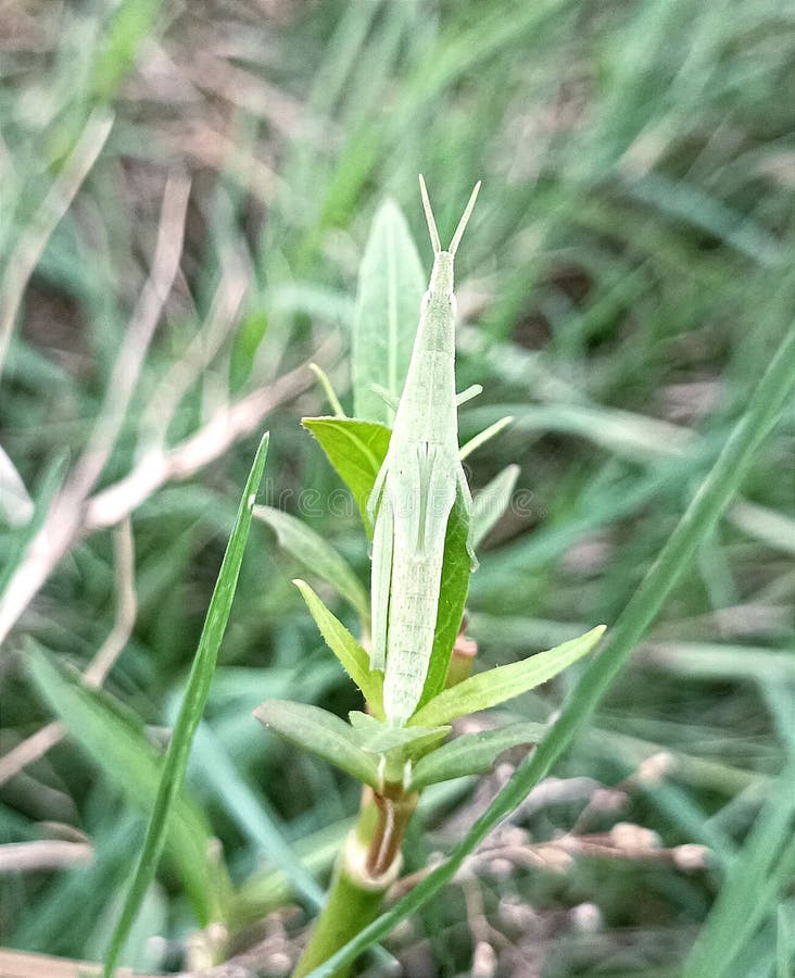 Utetheisa Pulchelloides Moth on Heliotropium Indium Flowers Stock Image ...