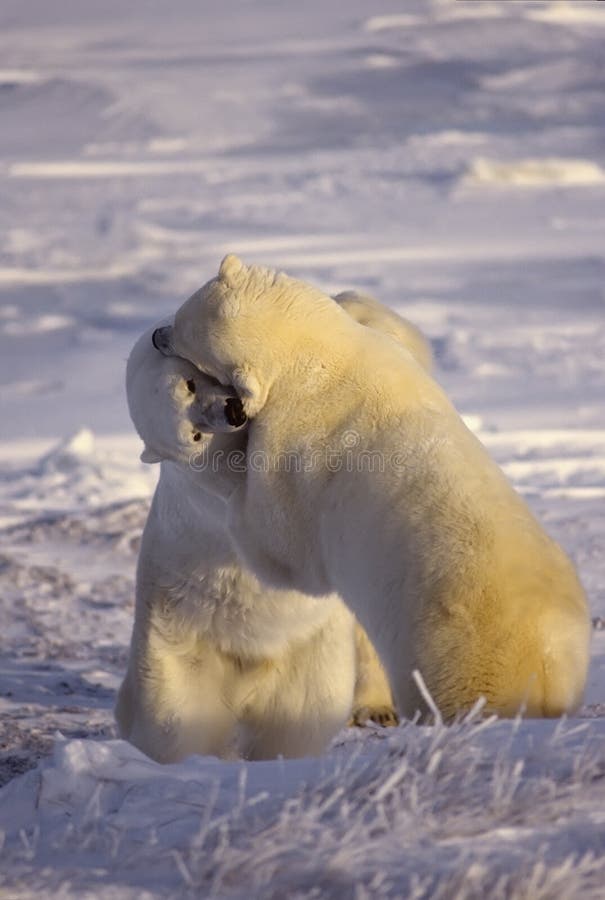 6 björnar slåss polart arkivfoto. Bild av fluffigt, ryssland - 17170590