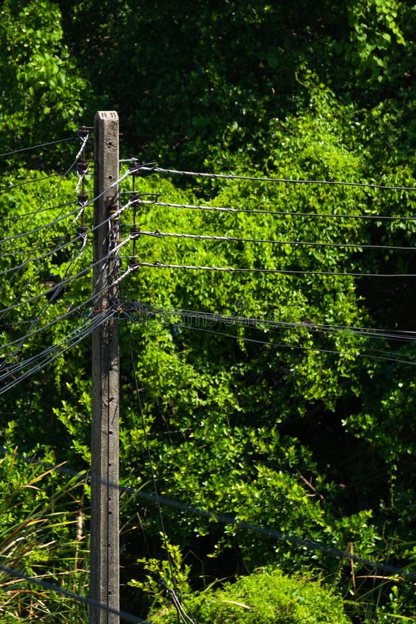 Utility pole stock photo. Image of voltage, forest, environment - 279765104