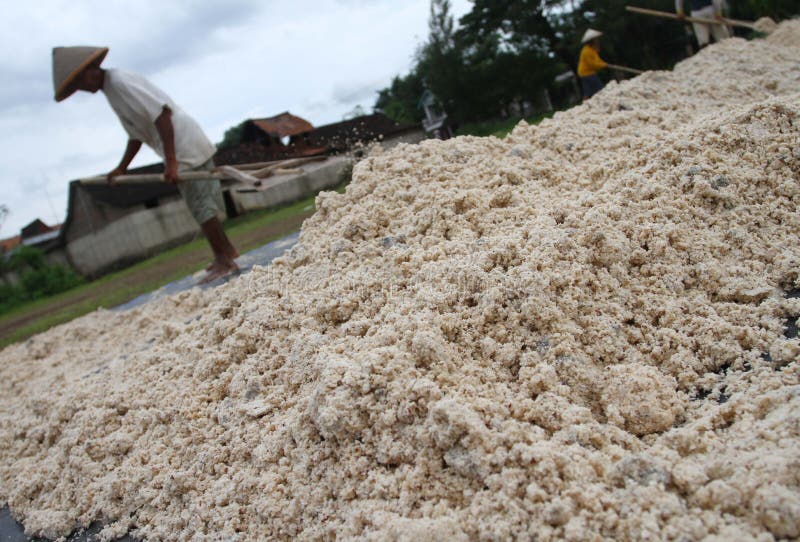 Utilization of Tapioca Wastes Editorial Photography - Image of sand ...