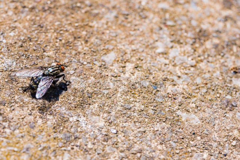 Utomhus- liten svart fluga arkivfoto. Bild av litet, detalj - 73958912