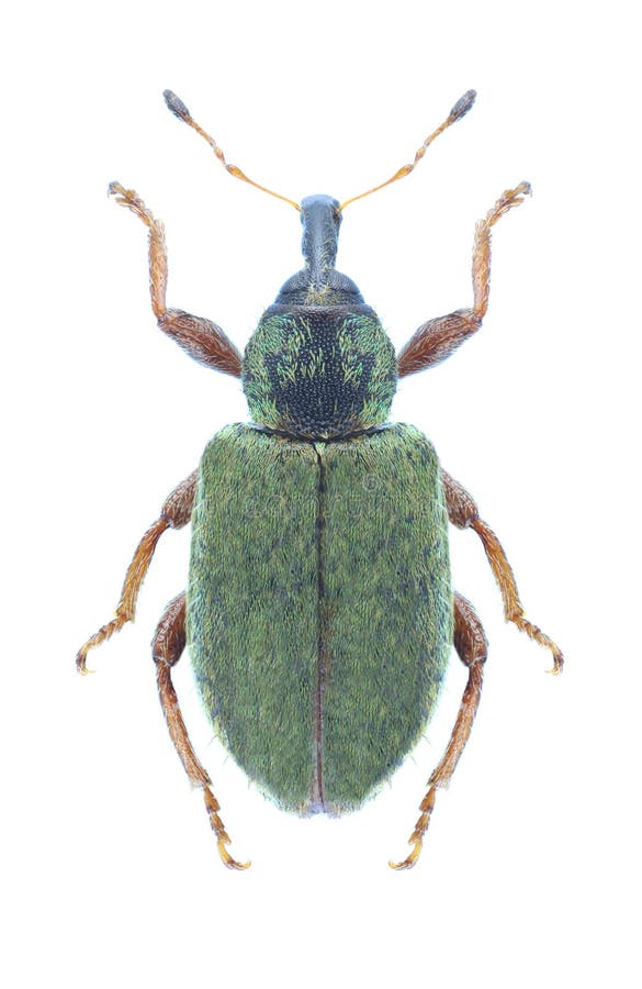 Utskjutande Hypera Plantaginis Arkivfoto - Bild av scarab, samling ...